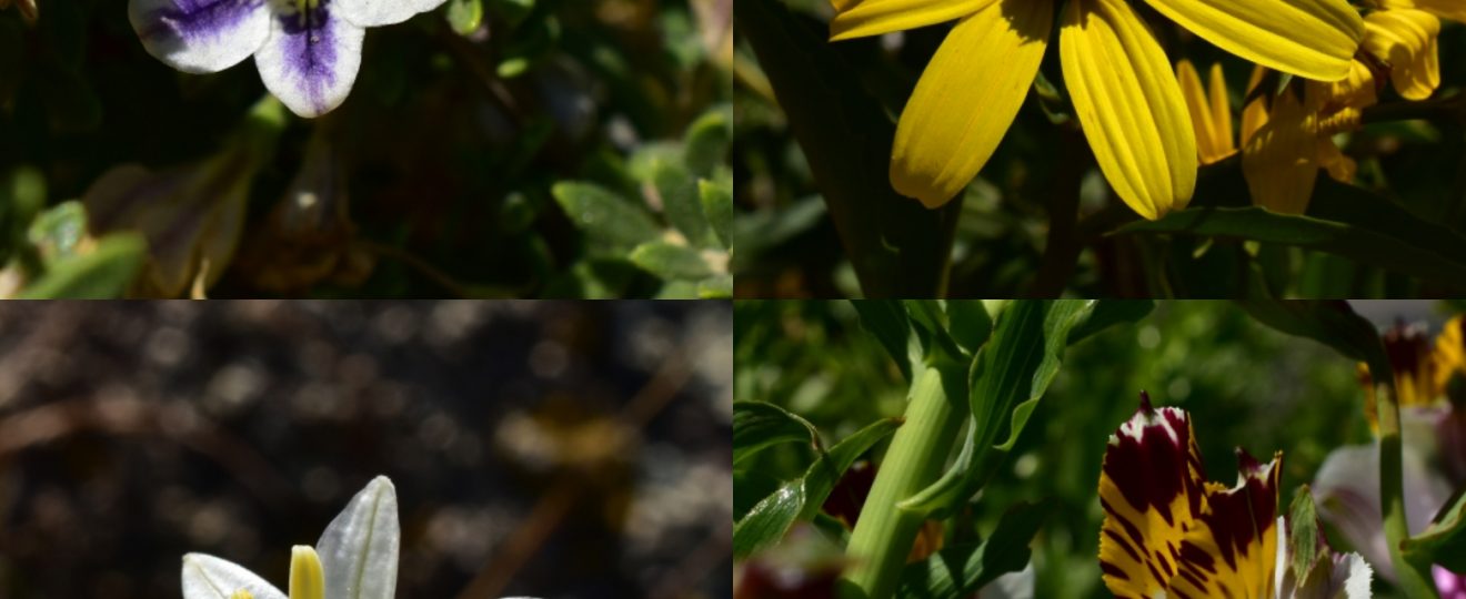 Flores silvestres nativas Cerros de Chena
