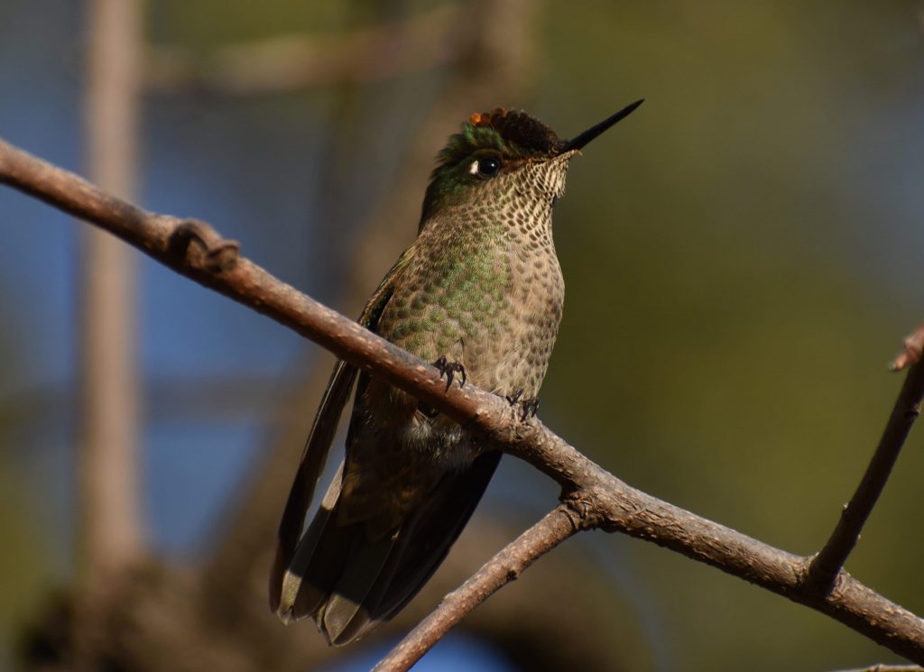 Picaflor-chico-scaled | Club de jardines de Chile | Conoce nuestros ...